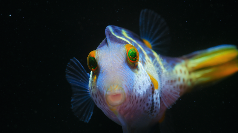 10 Addictive Underwater Shows on Netflix That Will Keep You Hooked - A ...