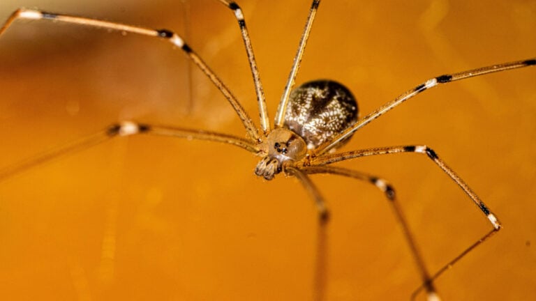 20 Unbelievably Cool Creatures You Won't Believe Exist - A Dime Saved