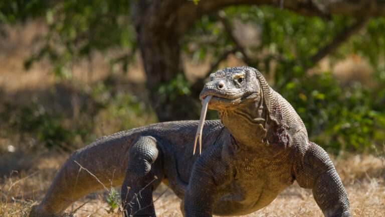 12 Deadly Animals That Are Irresistibly Cute - A Dime Saved