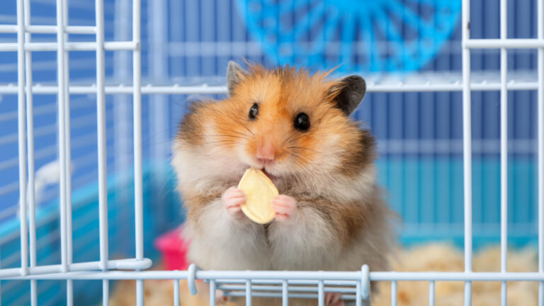 13 Cheap Pets That Are Paw-sitively Perfect for Your Wallet - A Dime Saved
